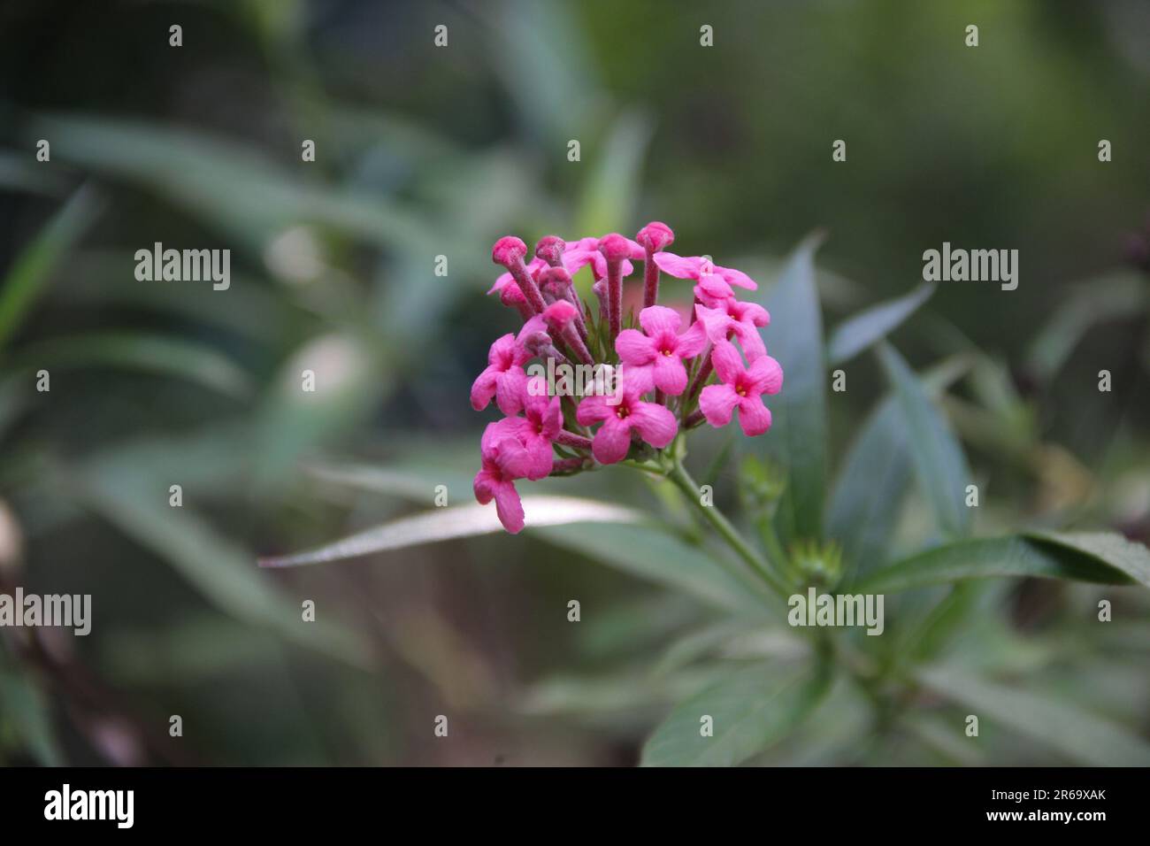Pink Panama Rose. Rondeletia leucophylla, Arachnothryx leucophylla ...