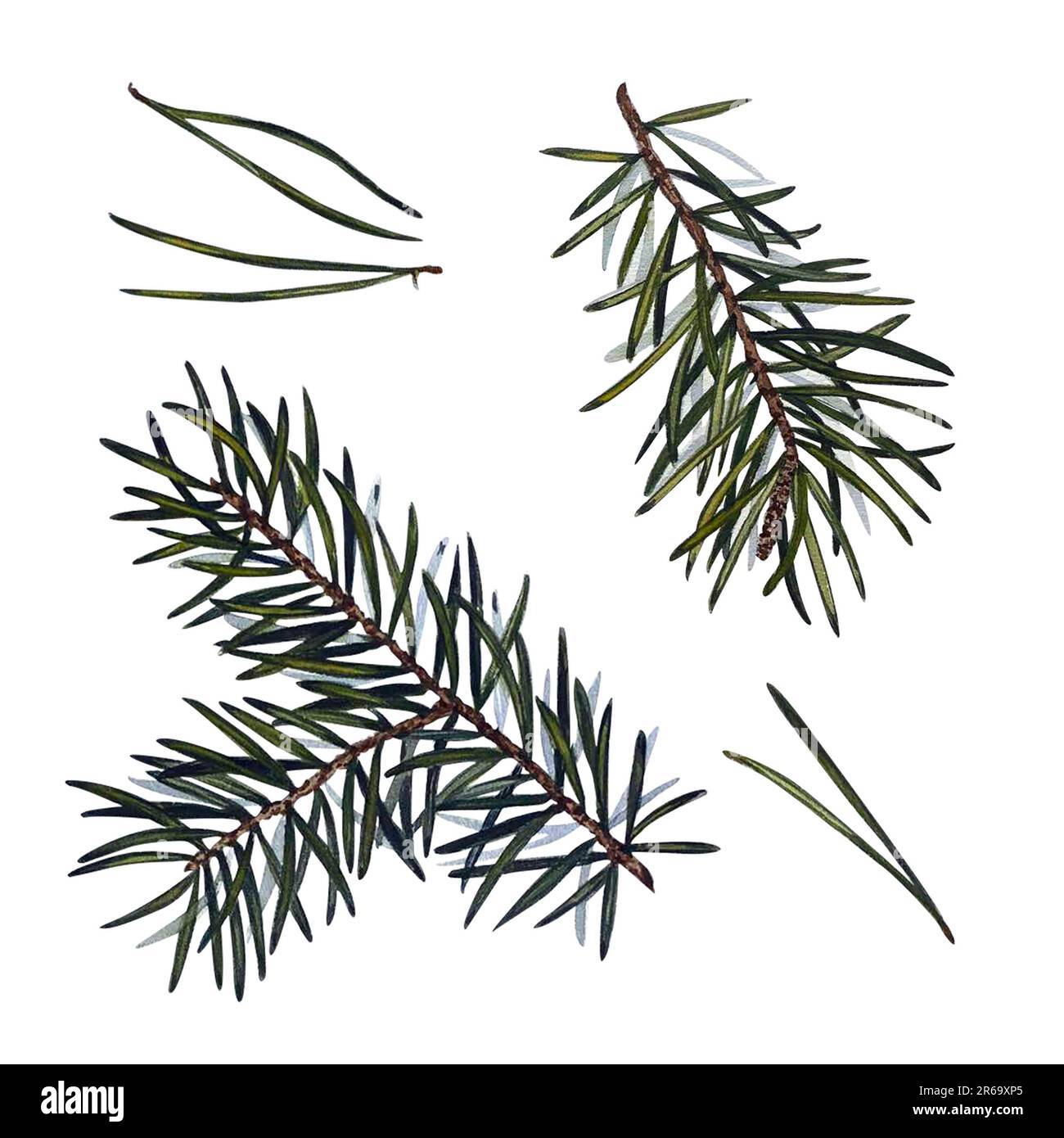 Pine Needles Drawing There's A Pine Needle On My Kitchen Table