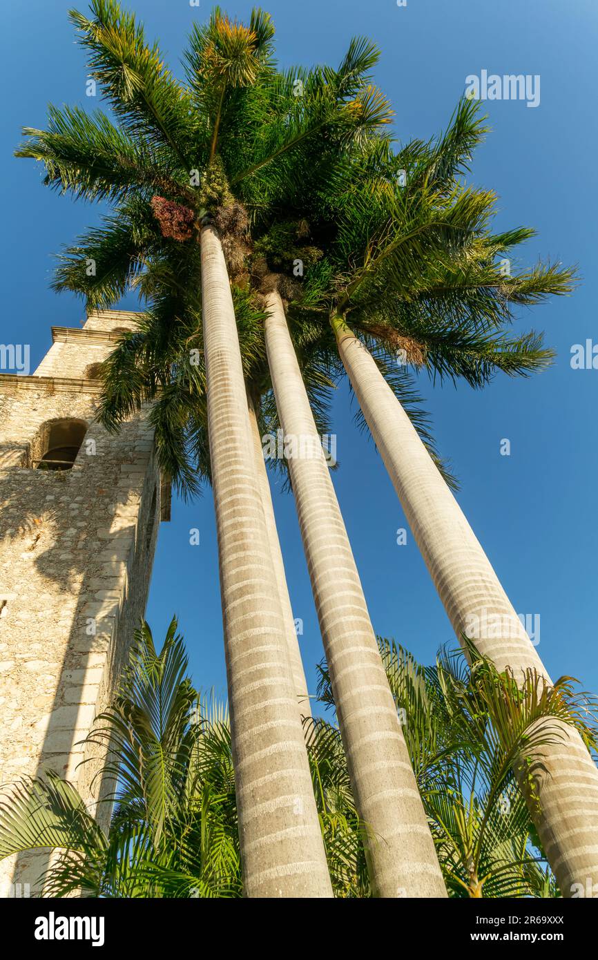 Tall palm trees next to church of Iglesia de Jesus, Merida, Yucatan ...