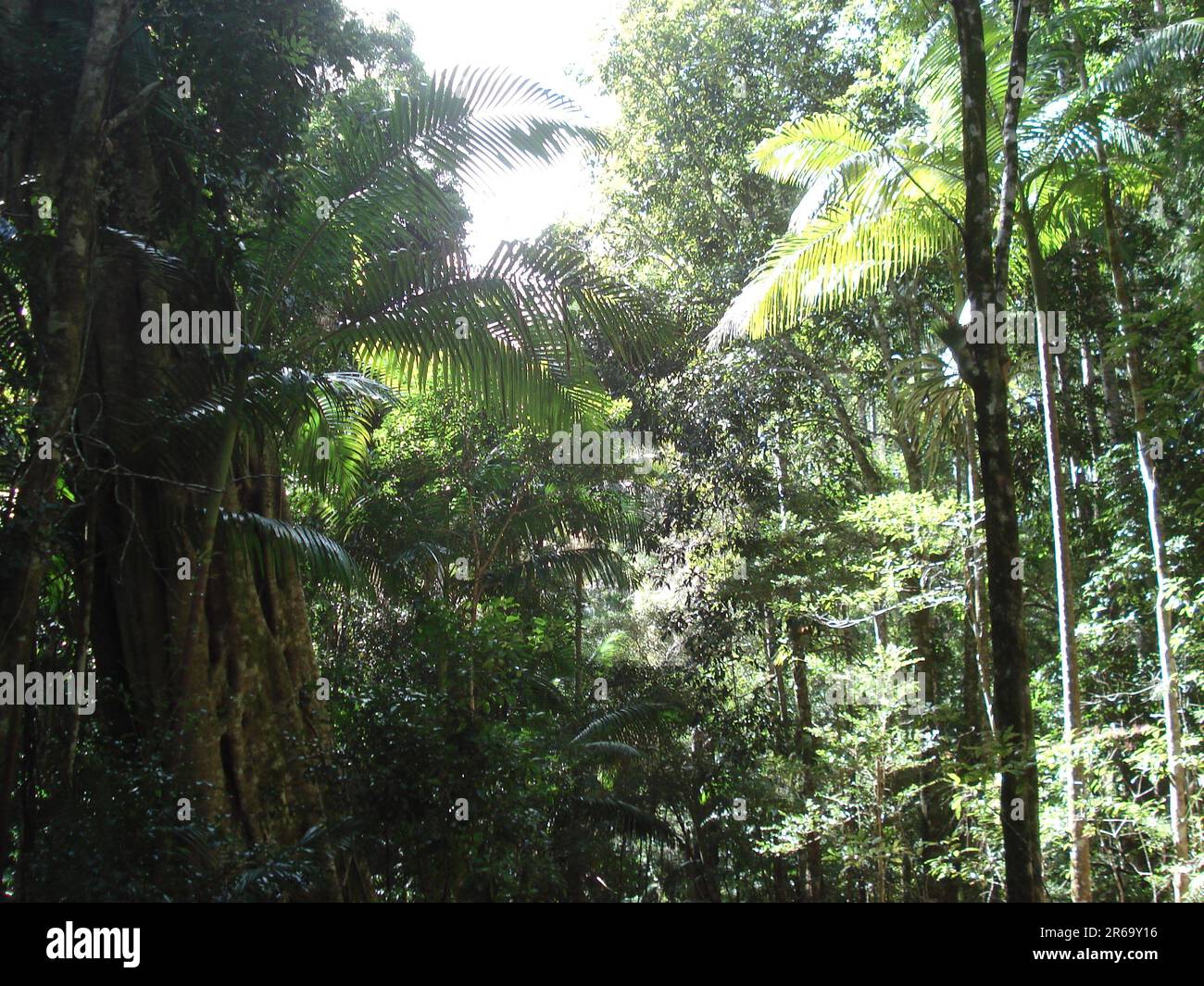 24 July 2009, Australia, K'gari: The dense jungle on K'gari (formerly ...