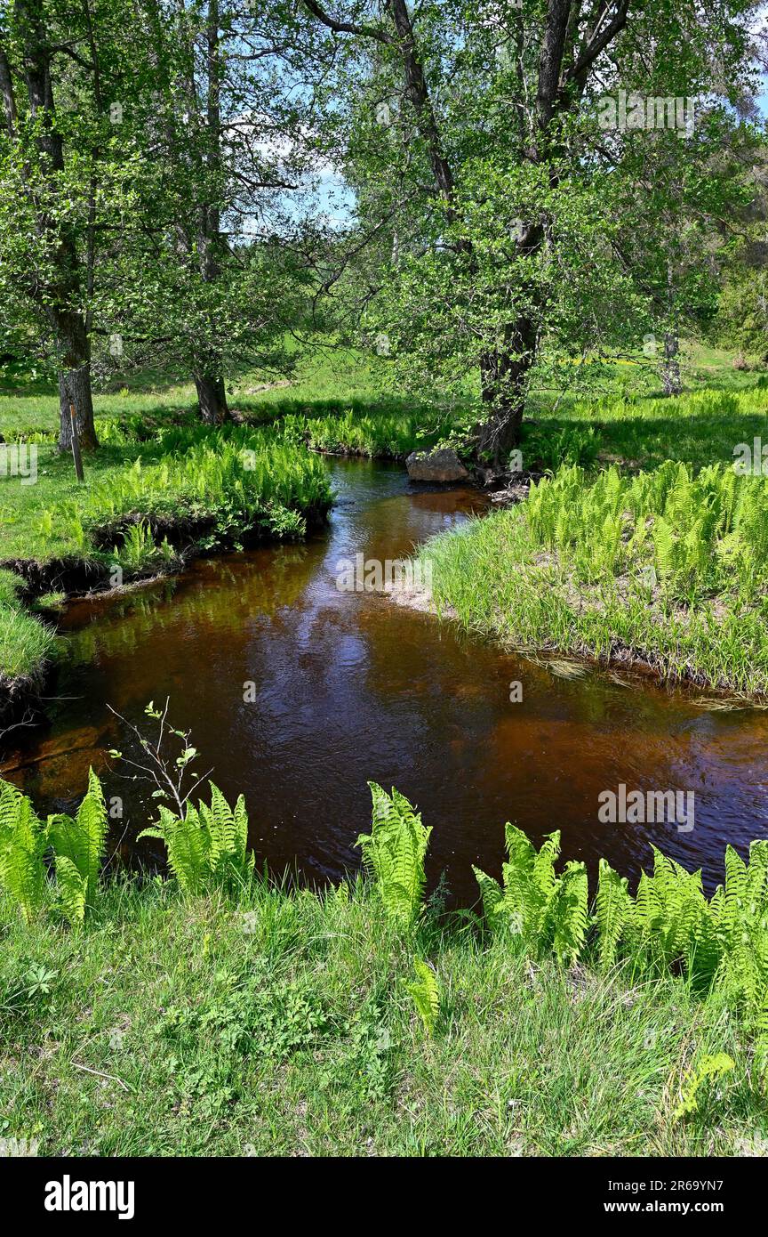 Small narrow stream of water through nature reserve Stock Photo - Alamy
