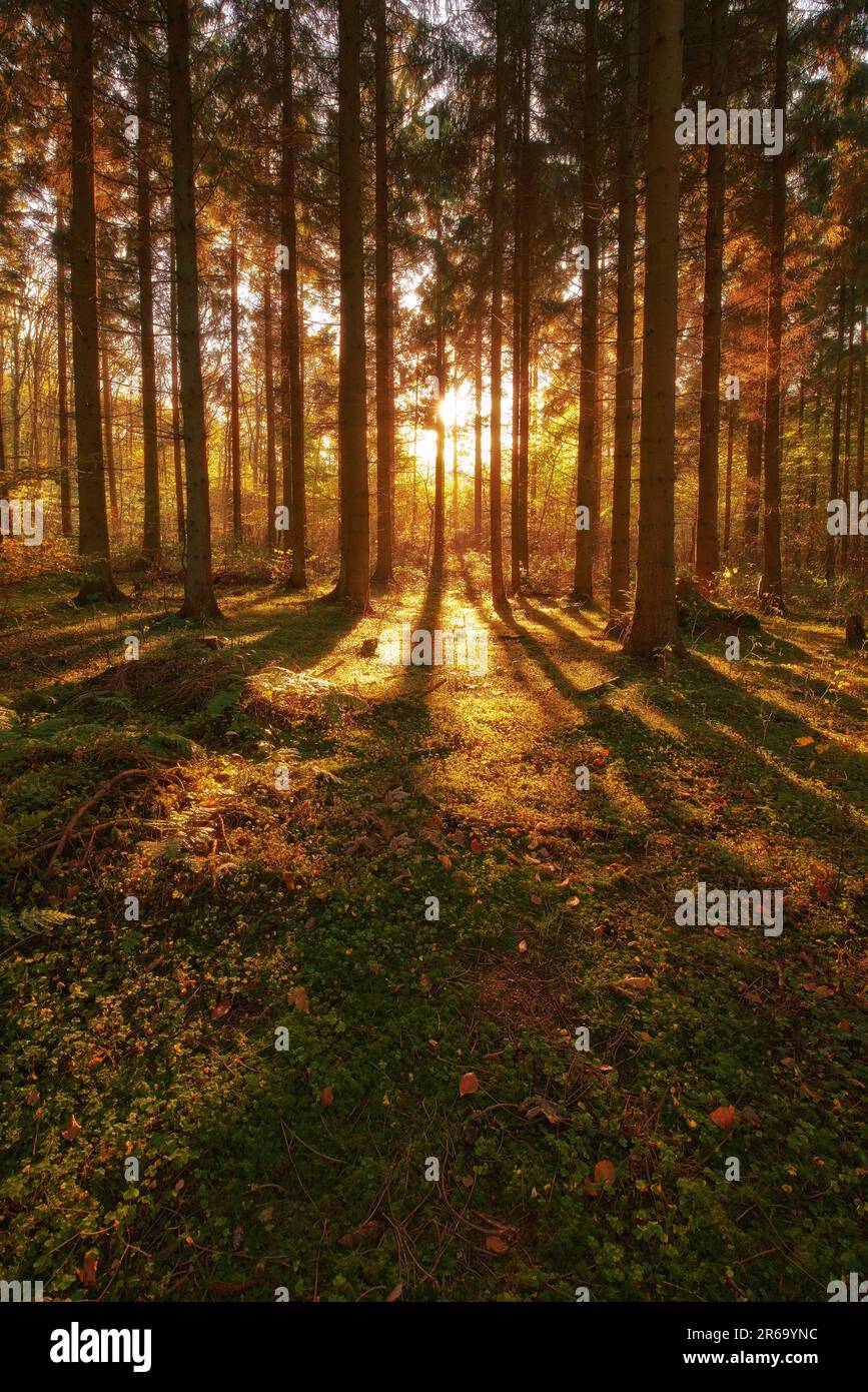 Trees, autumn season and sun ray in forest, woods or wilderness in the ...