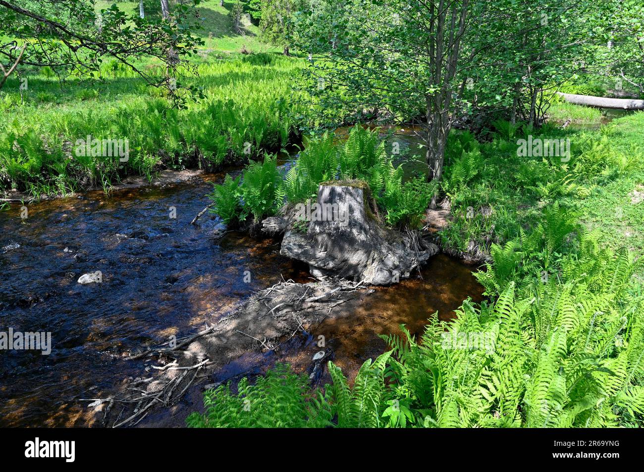 Small narrow stream of water through nature reserve Stock Photo - Alamy