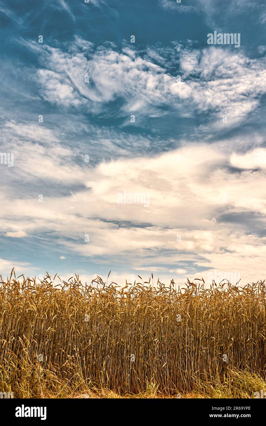 Nature, countryside and field of wheat with blue sky for farming ...
