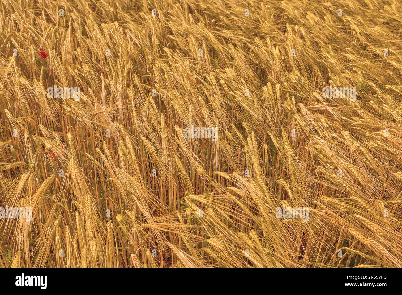 Landscape of nature, harvest and field of wheat for farming ...