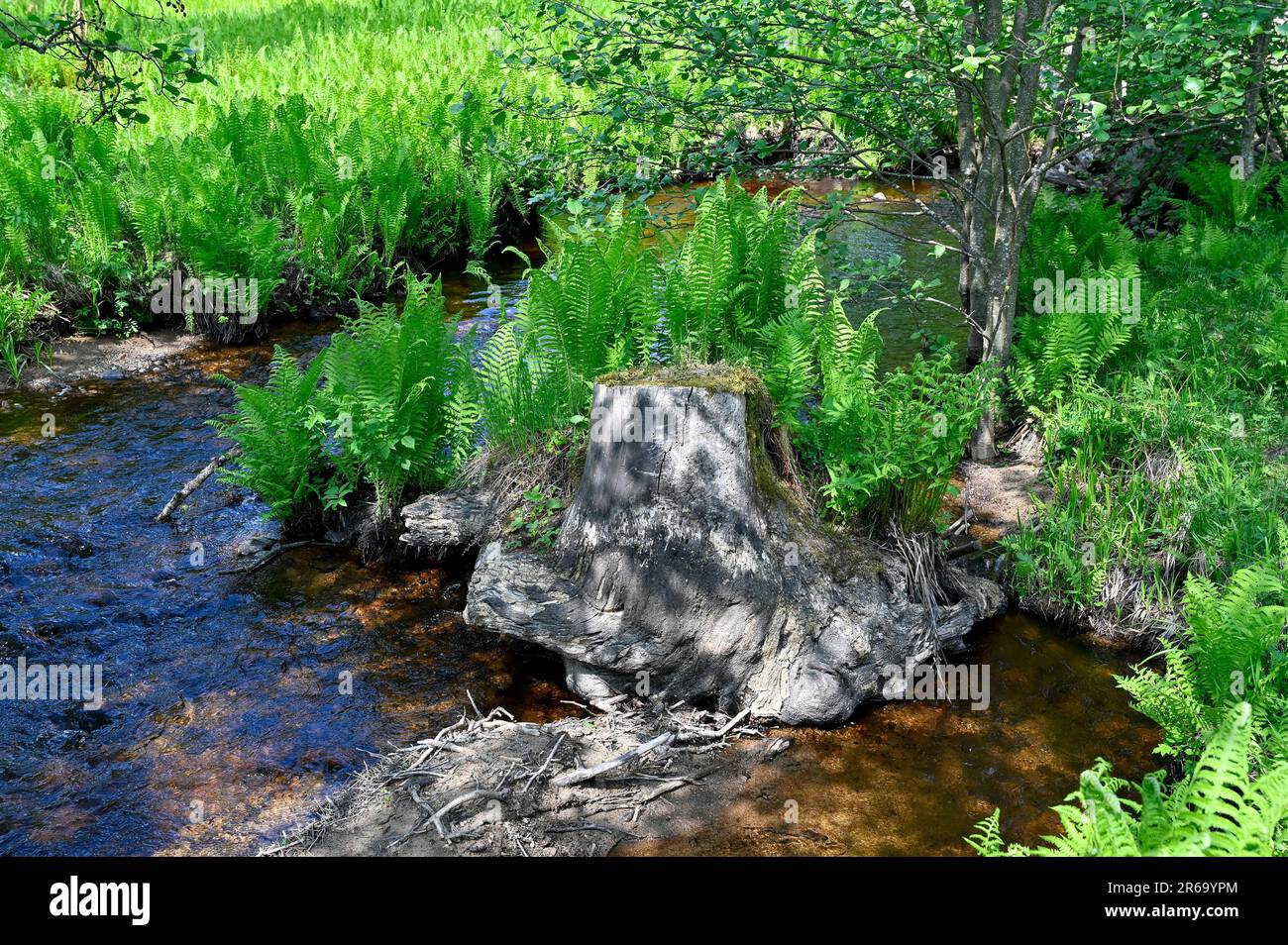 Small narrow stream of water through nature reserve Stock Photo - Alamy