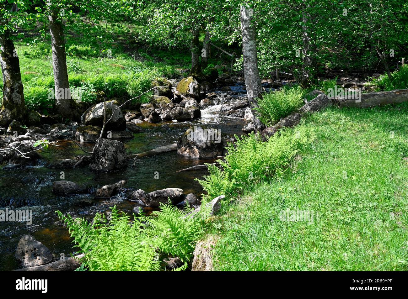 Small narrow stream of water through nature reserve Stock Photo - Alamy