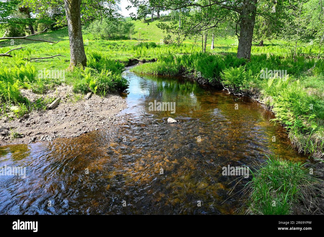 Small narrow stream of water through nature reserve Stock Photo - Alamy