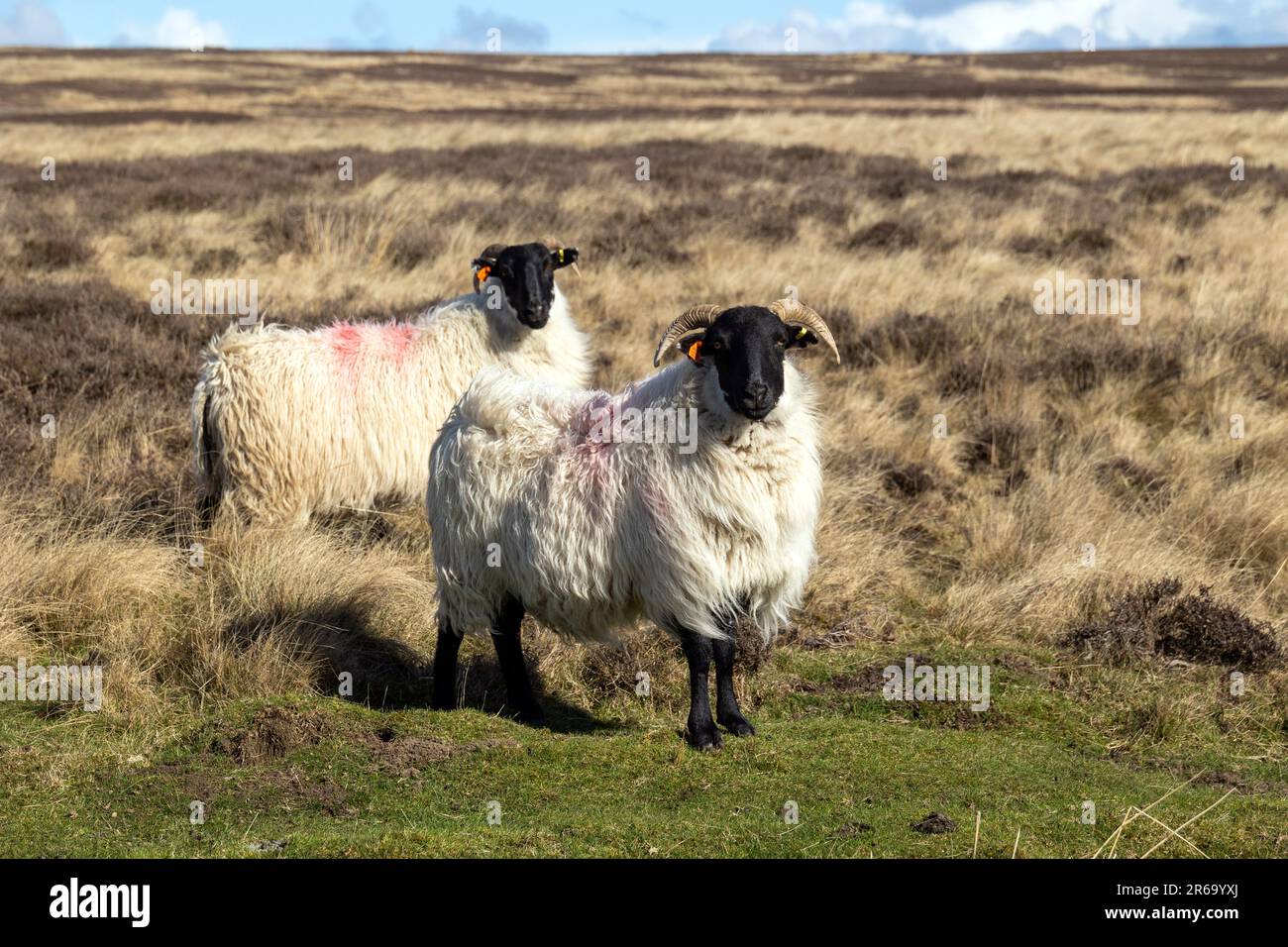 Sheep north yorkshire moors hi-res stock photography and images - Alamy