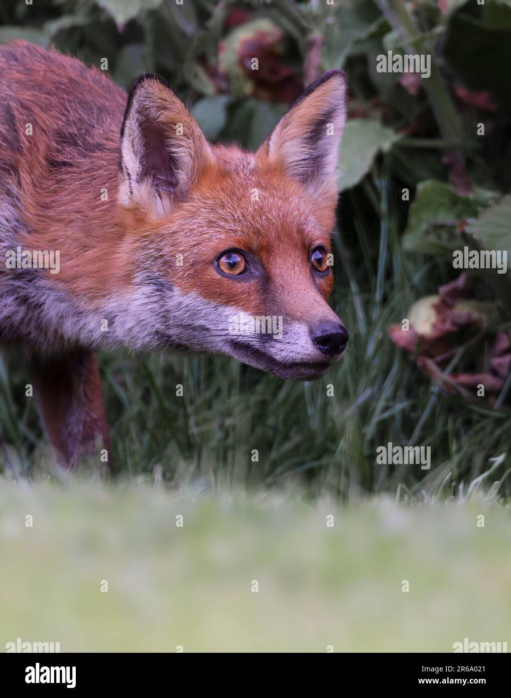 A close up of a wild Red Fox (Vulpes vulpes) on edge of undergrowth, Warwickshire Stock Photo ...