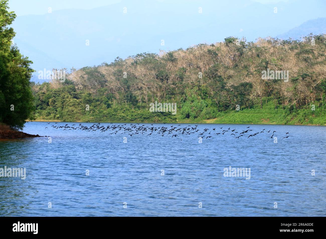 the lake in front of the at peruvannamuzhi (peruvannamoozhi) dam ...
