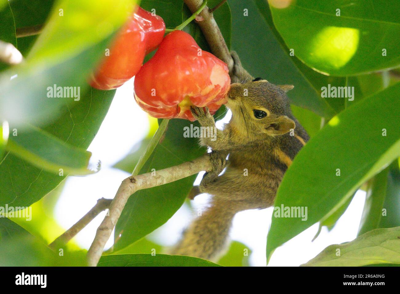 Sri lankan tree squirrel eating hi-res stock photography and images - Alamy