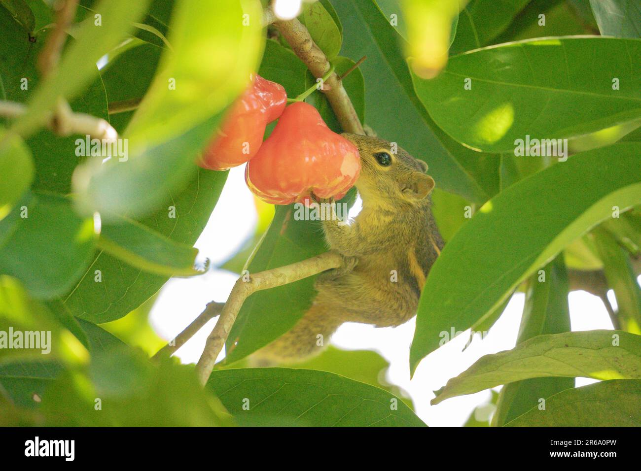 Sri lankan tree brown hi-res stock photography and images - Alamy