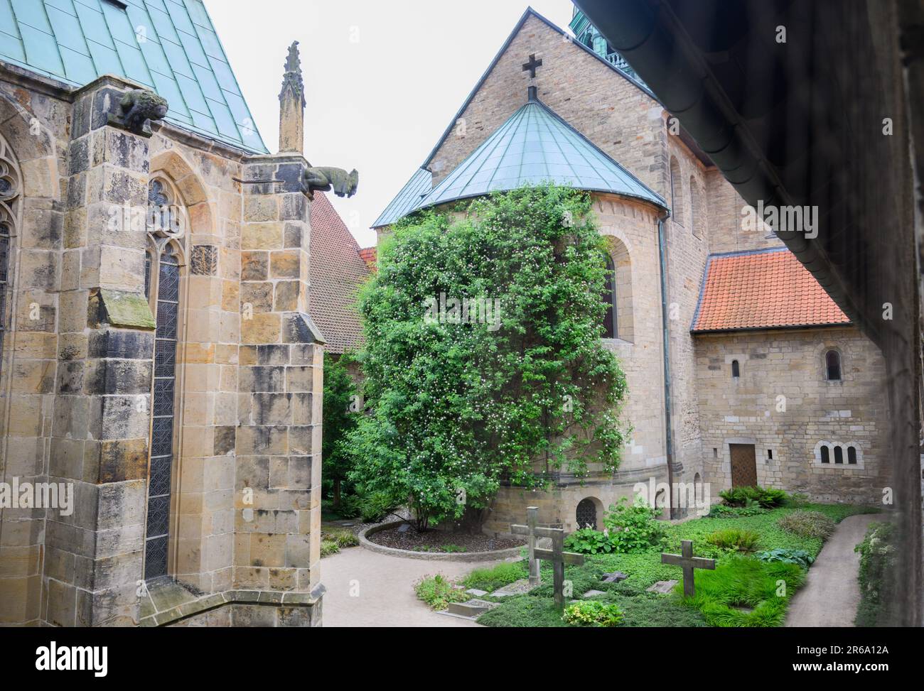 Hildesheim, Germany. 07th June, 2023. The "1000-year-old rosebush" at ...