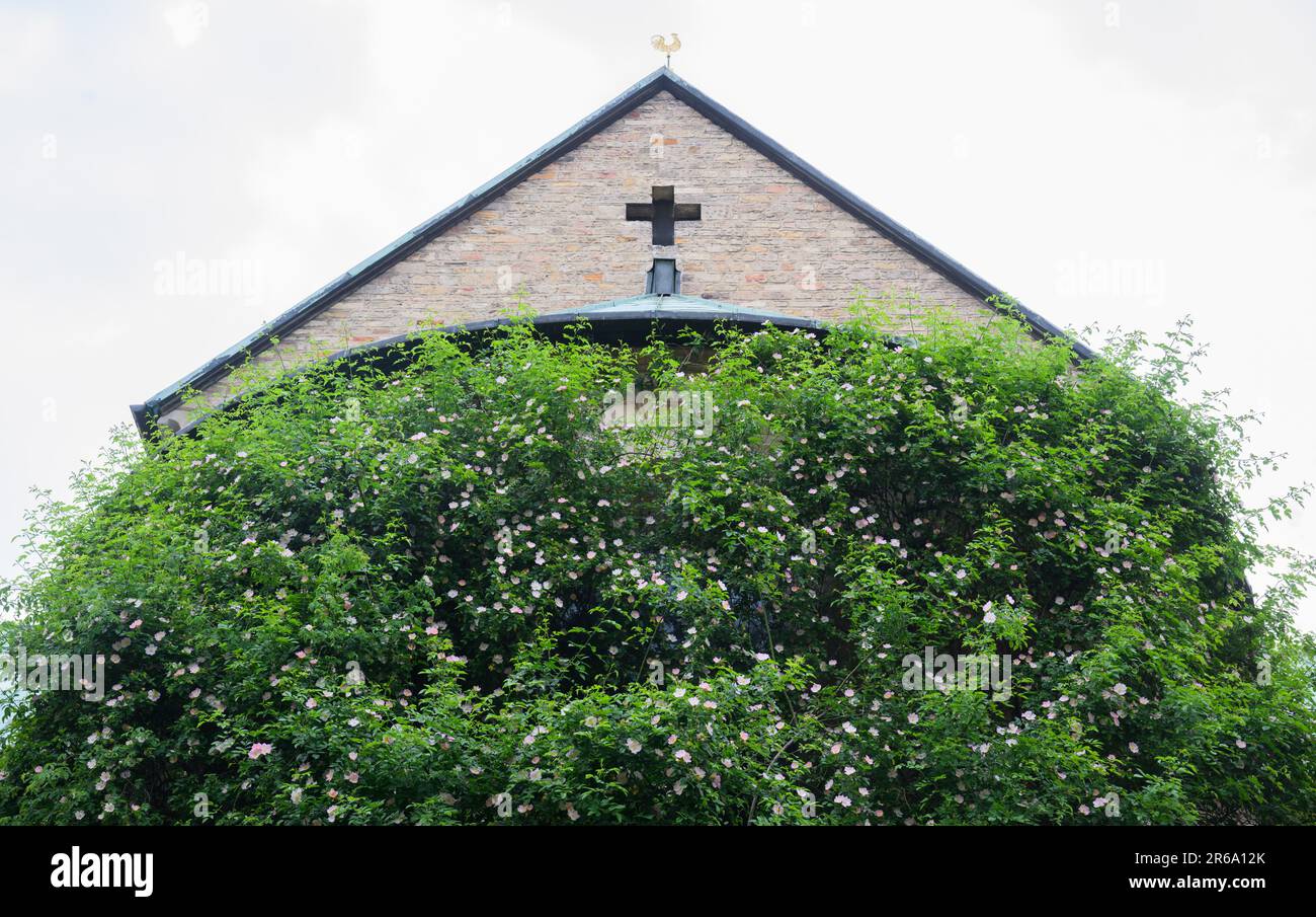 Hildesheim, Germany. 07th June, 2023. The "1000-year-old rosebush" at ...
