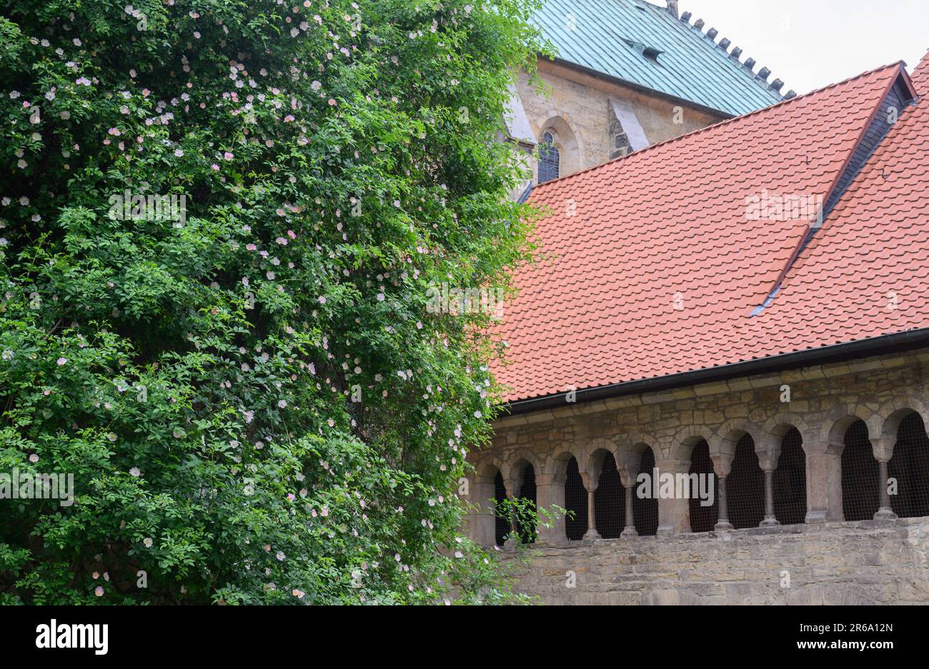 Hildesheim, Germany. 07th June, 2023. The "1000-year-old rosebush" at ...