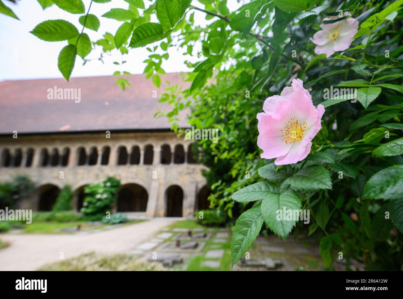 Hildesheim, Germany. 07th June, 2023. The "1000-year-old rosebush" at ...