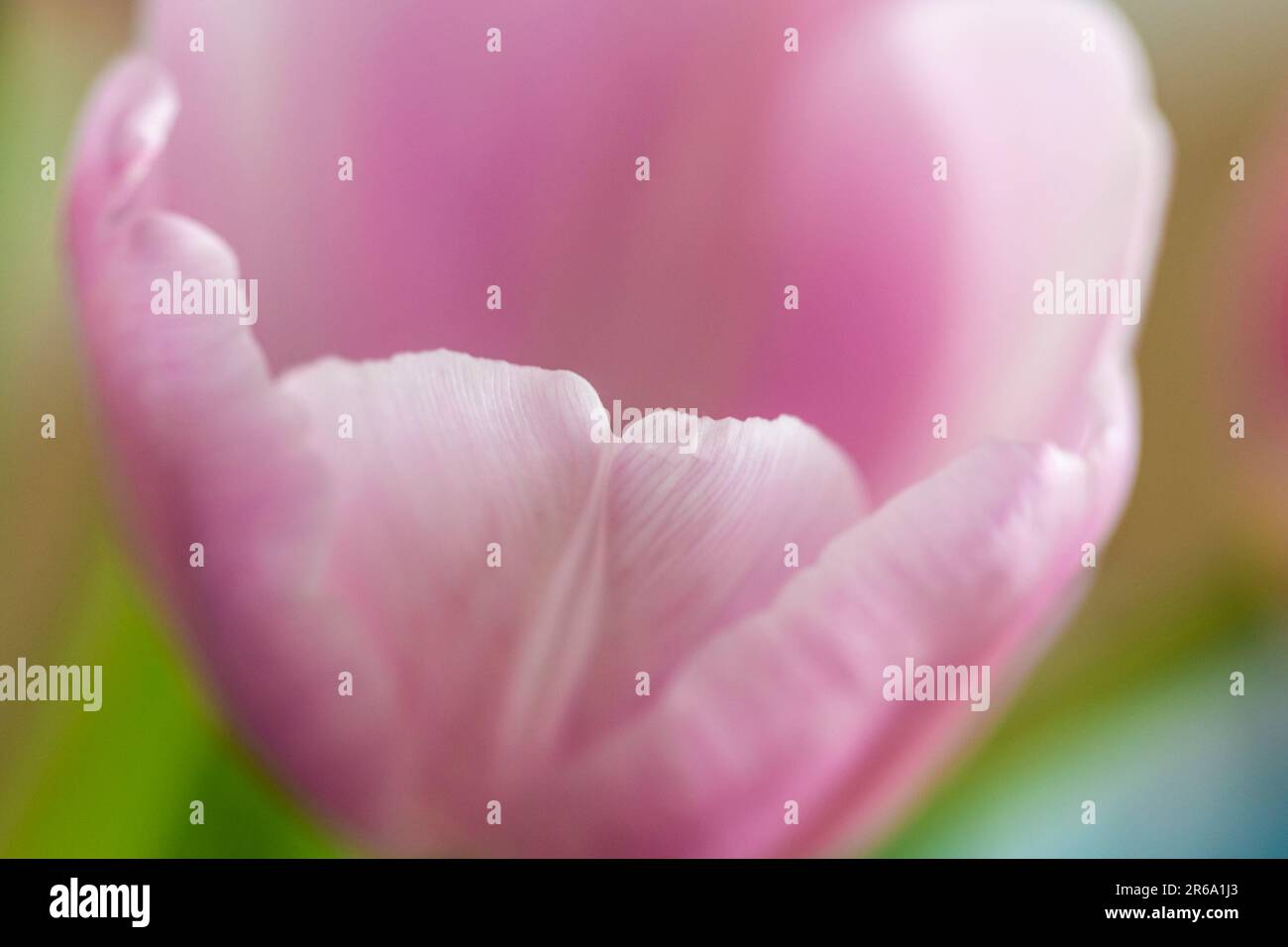 The most beautiful flower in nature hi-res stock photography and images ...