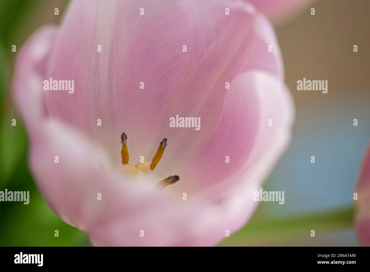 Pink tulip flower with smooth beautiful petals in bloom and yellow ...