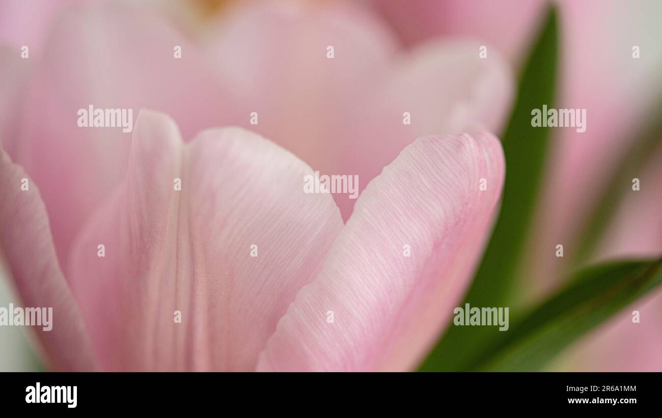 The most beautiful flower in nature hi-res stock photography and images ...