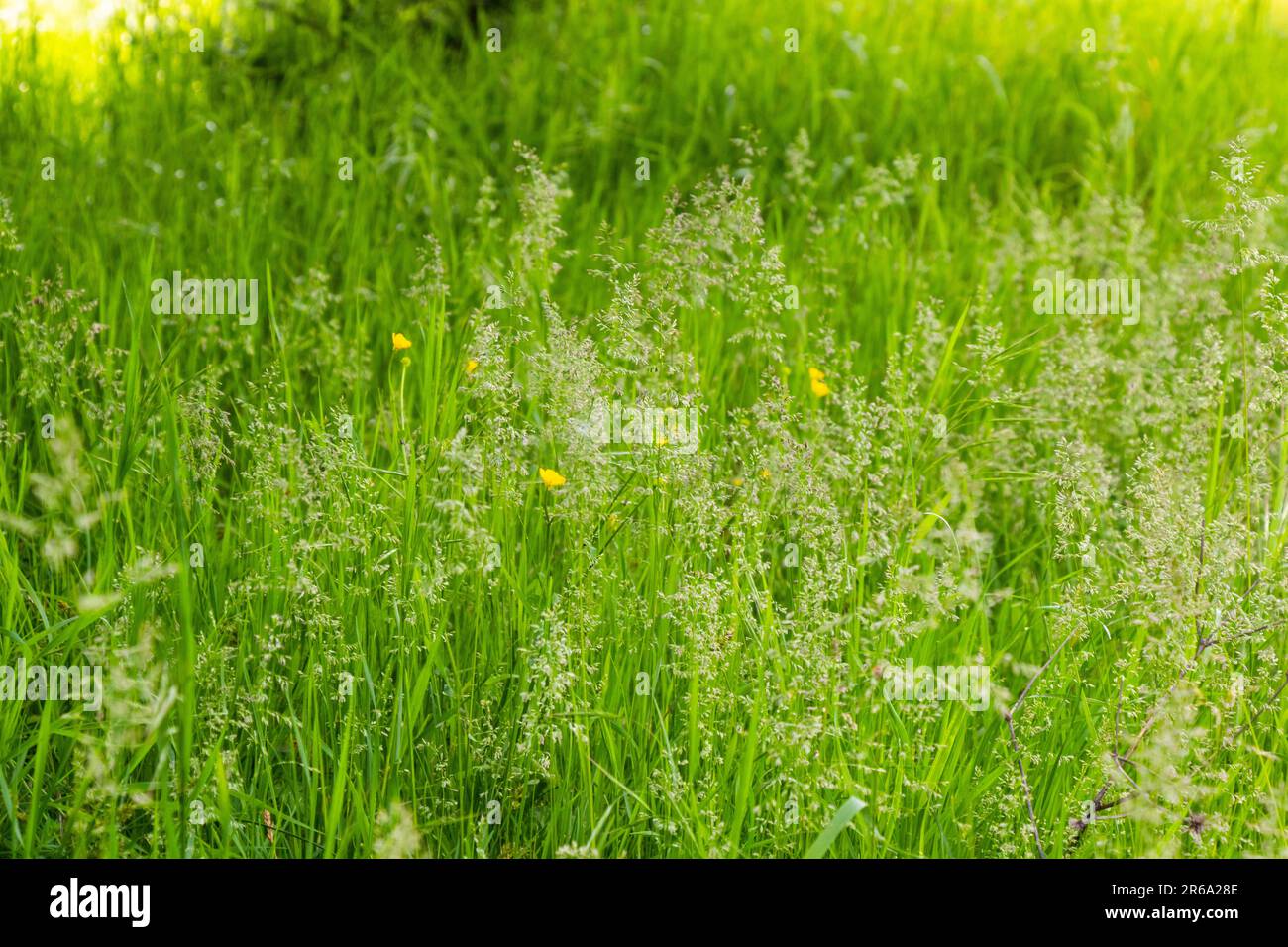 Green grass background, grass close-up view Stock Photo - Alamy