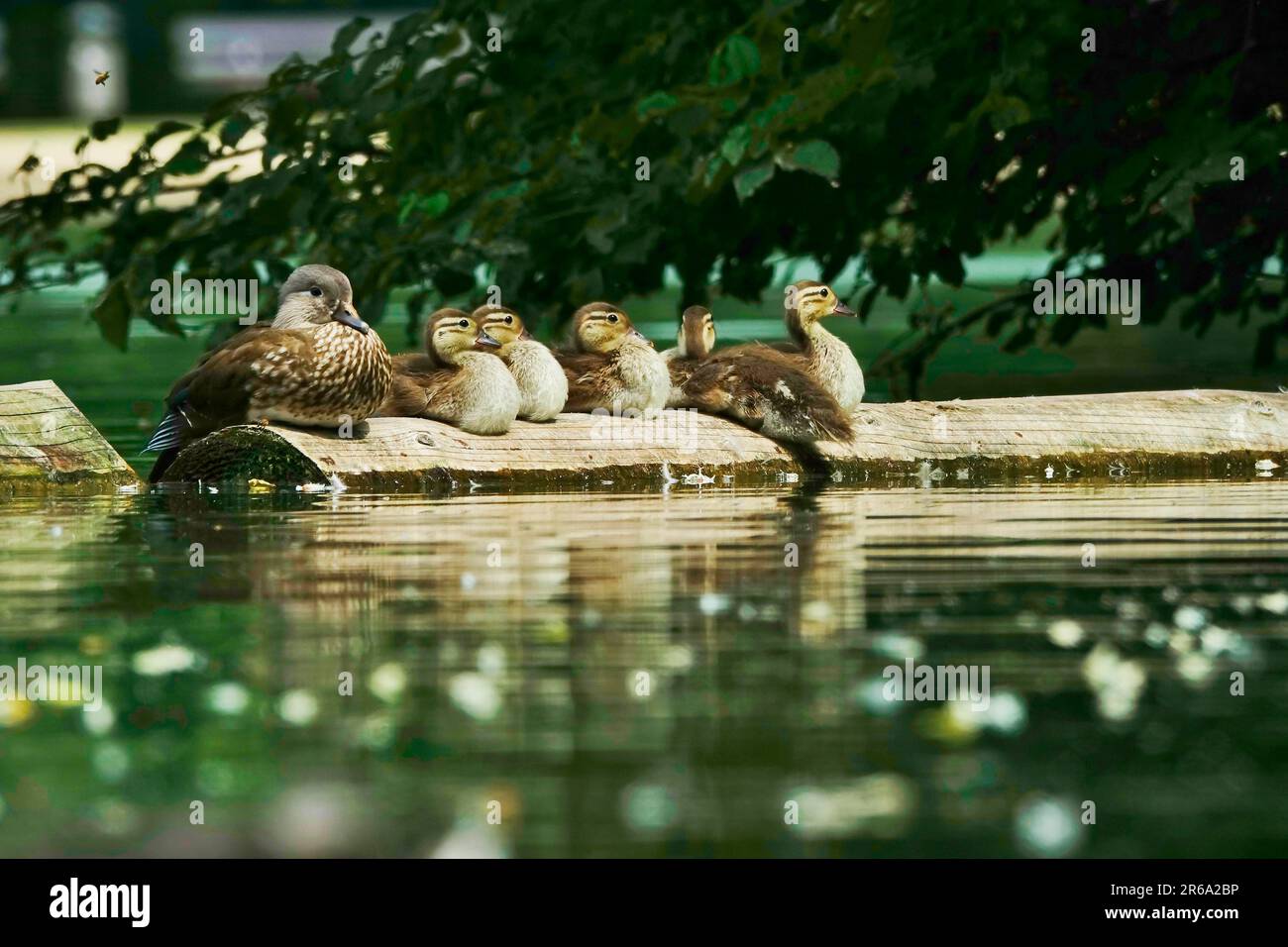 Mandarin Duck female with chicks, June, Germany Stock Photo - Alamy
