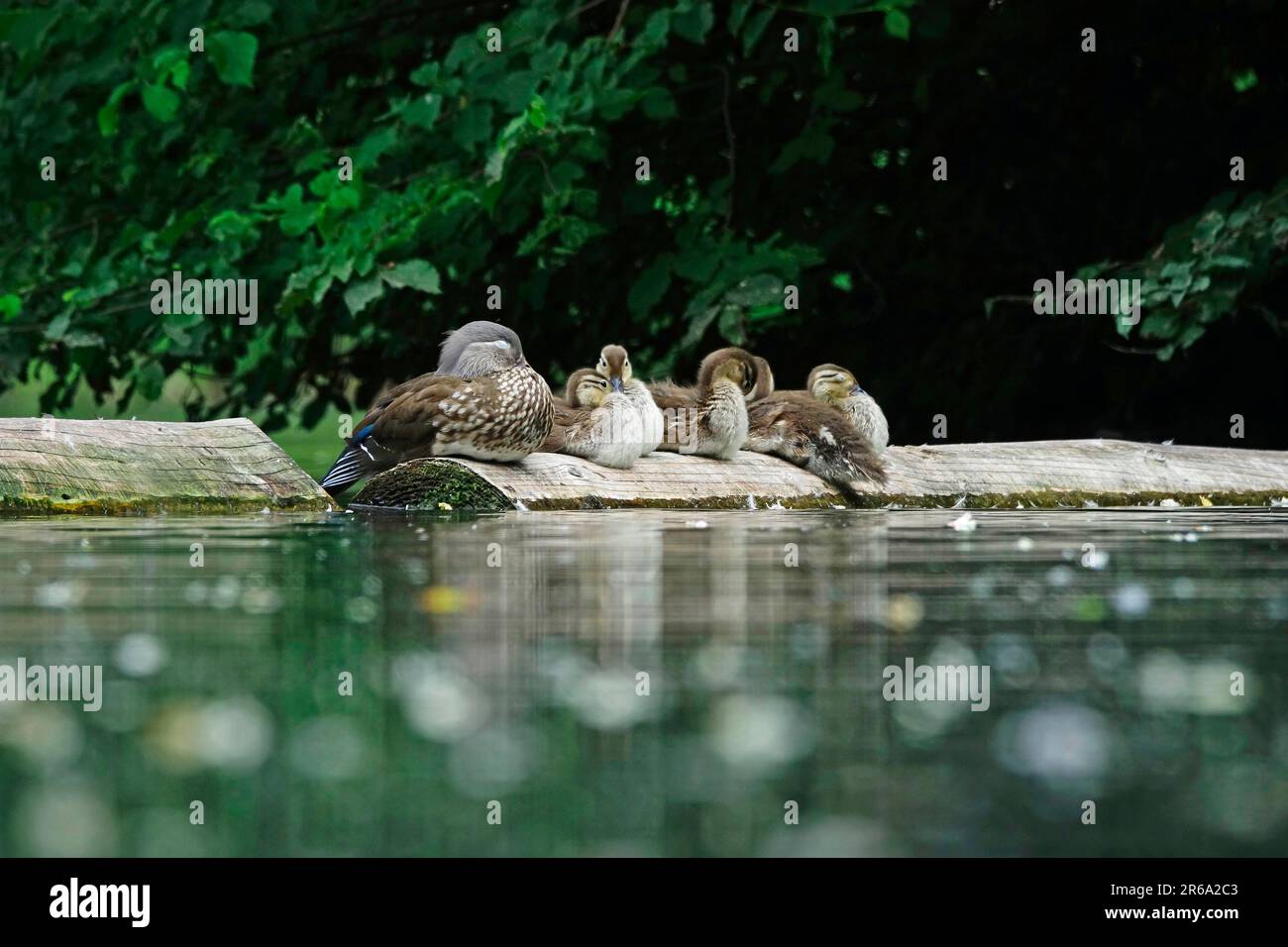 Mandarin Duck female with chicks, June, Germany Stock Photo - Alamy