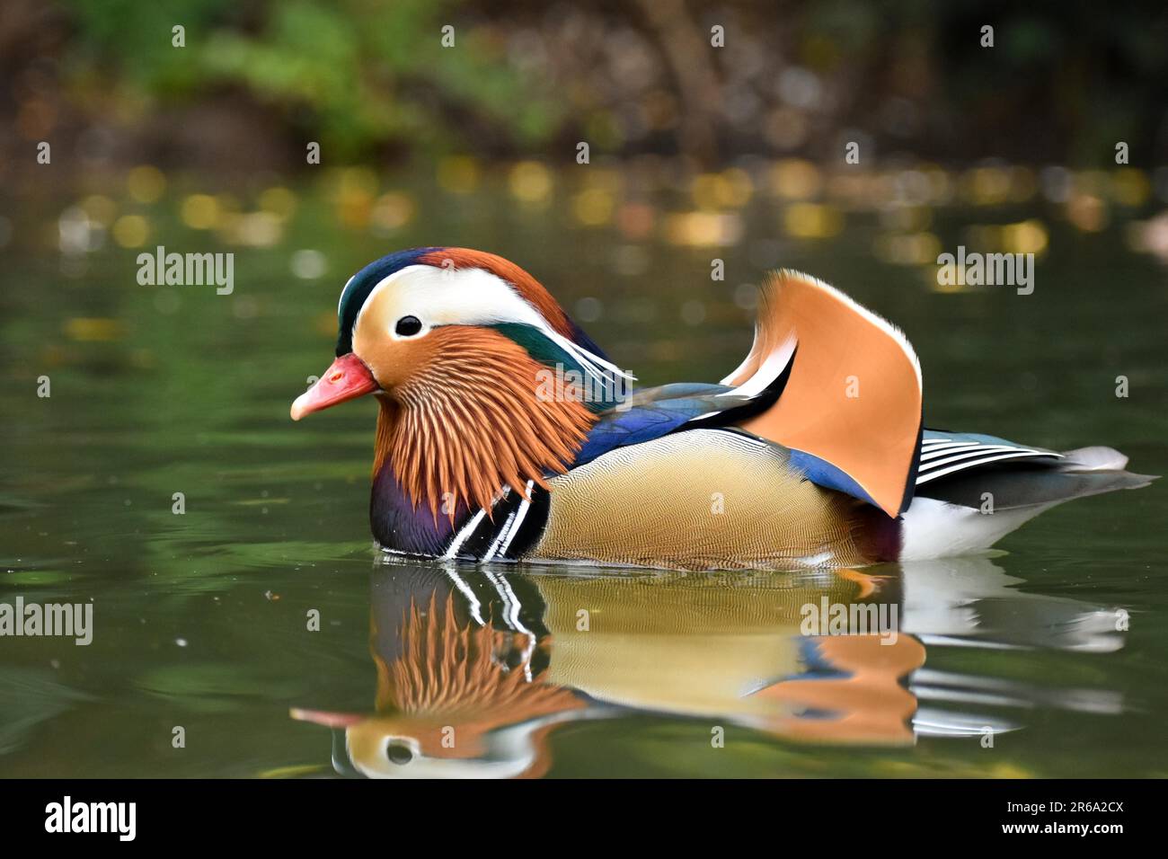 A mandarin duck (Aix galericulata) in the wild in a park in the city of ...