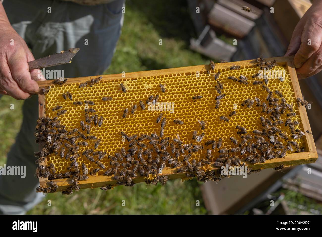 Beekeeper safety honeycomb bee hi-res stock photography and images - Alamy