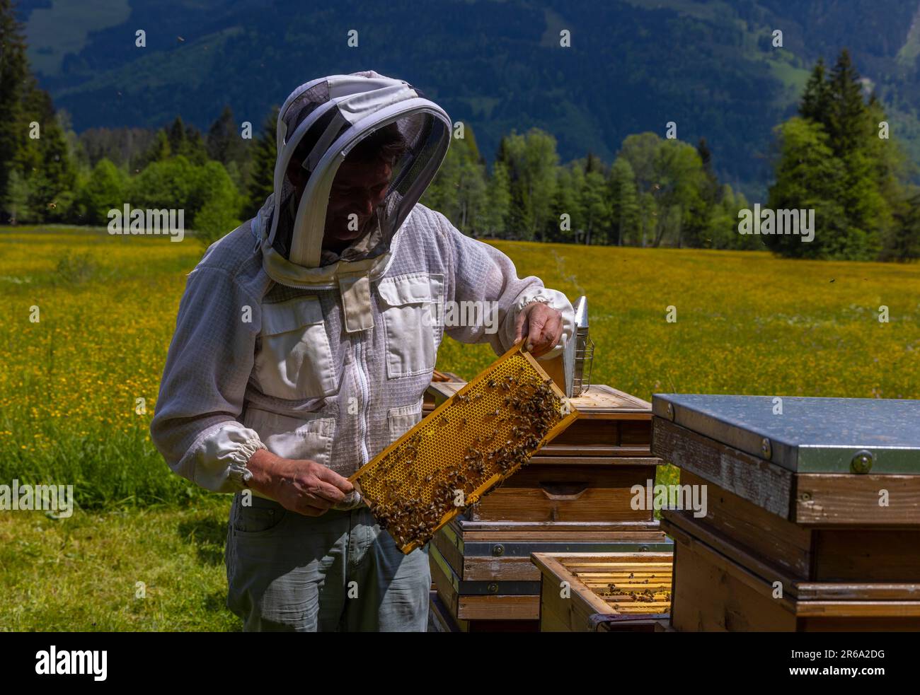 Beekeeper (beekeeper) checking the comb Stock Photo - Alamy