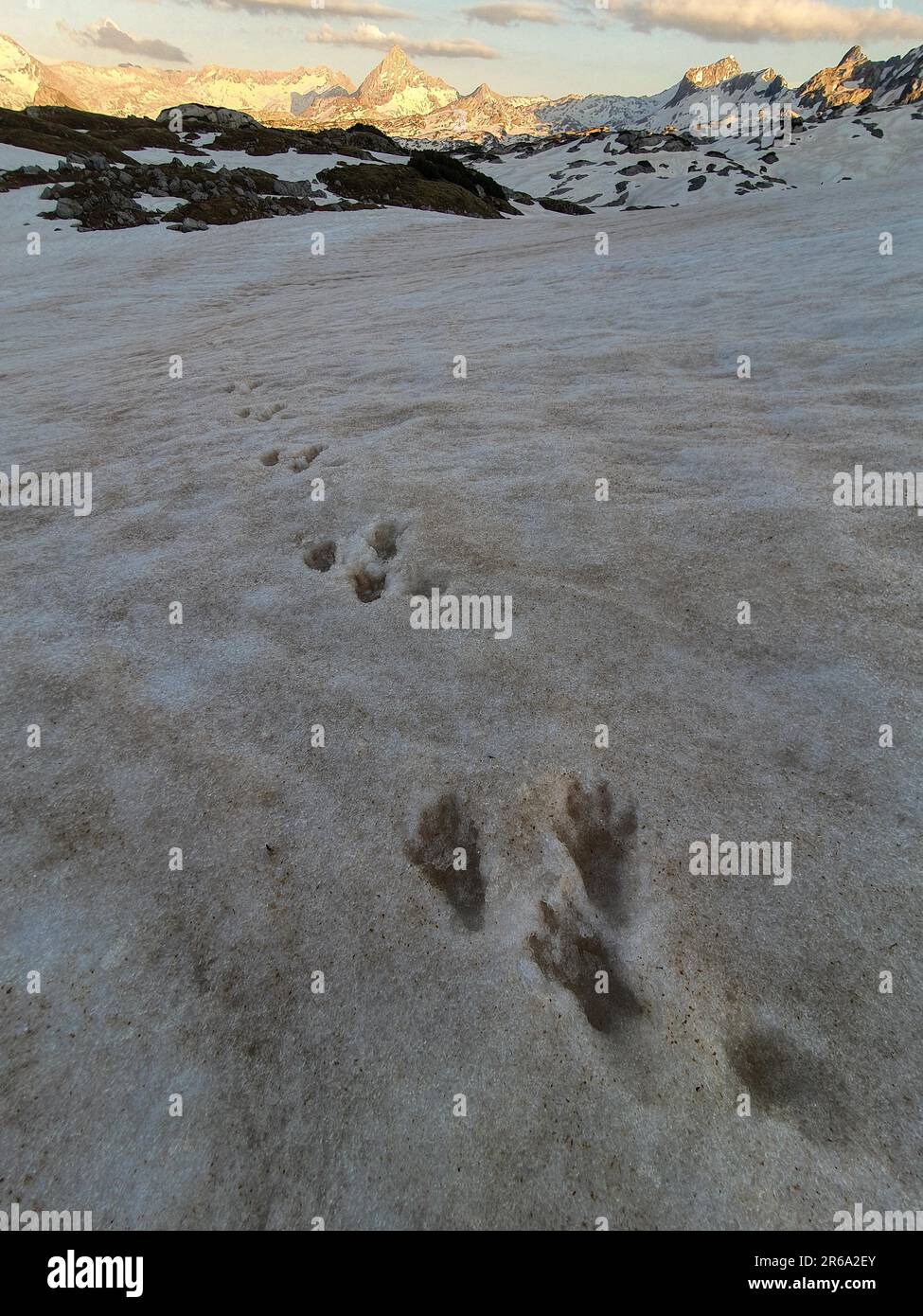 Squirrel tracks snow hi-res stock photography and images - Alamy