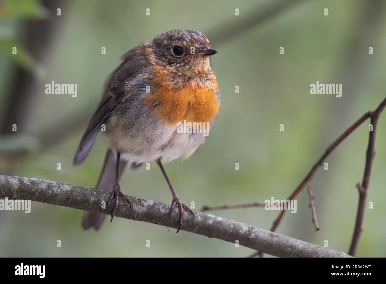 Sweden forest wildlife hi-res stock photography and images - Alamy