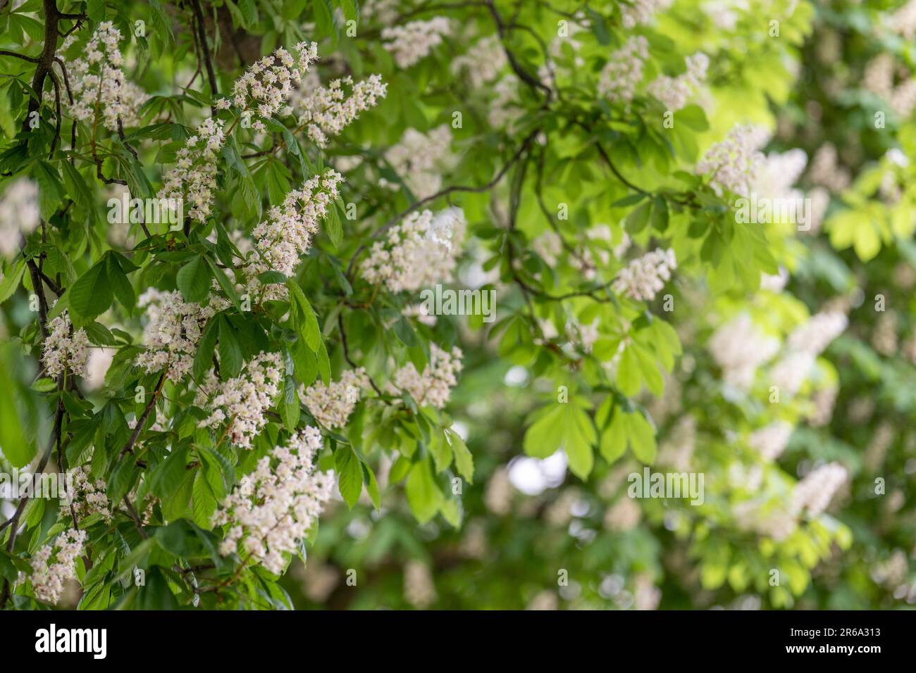 Flowering horse chestnut (Aesculus hippocastanum), chestnut tree ...