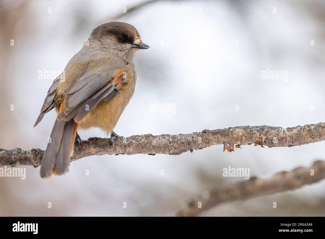Siberian jay (Perisoreus infaustus), on branch, Kaaman, Lapland ...