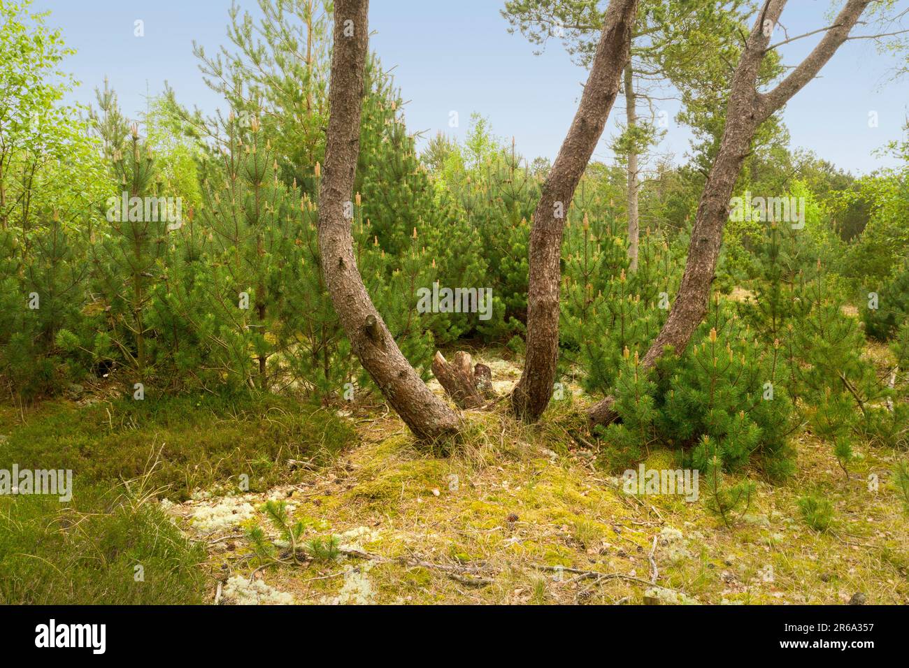 Trees, green leafs and grass in nature of natural oak trunks and ...