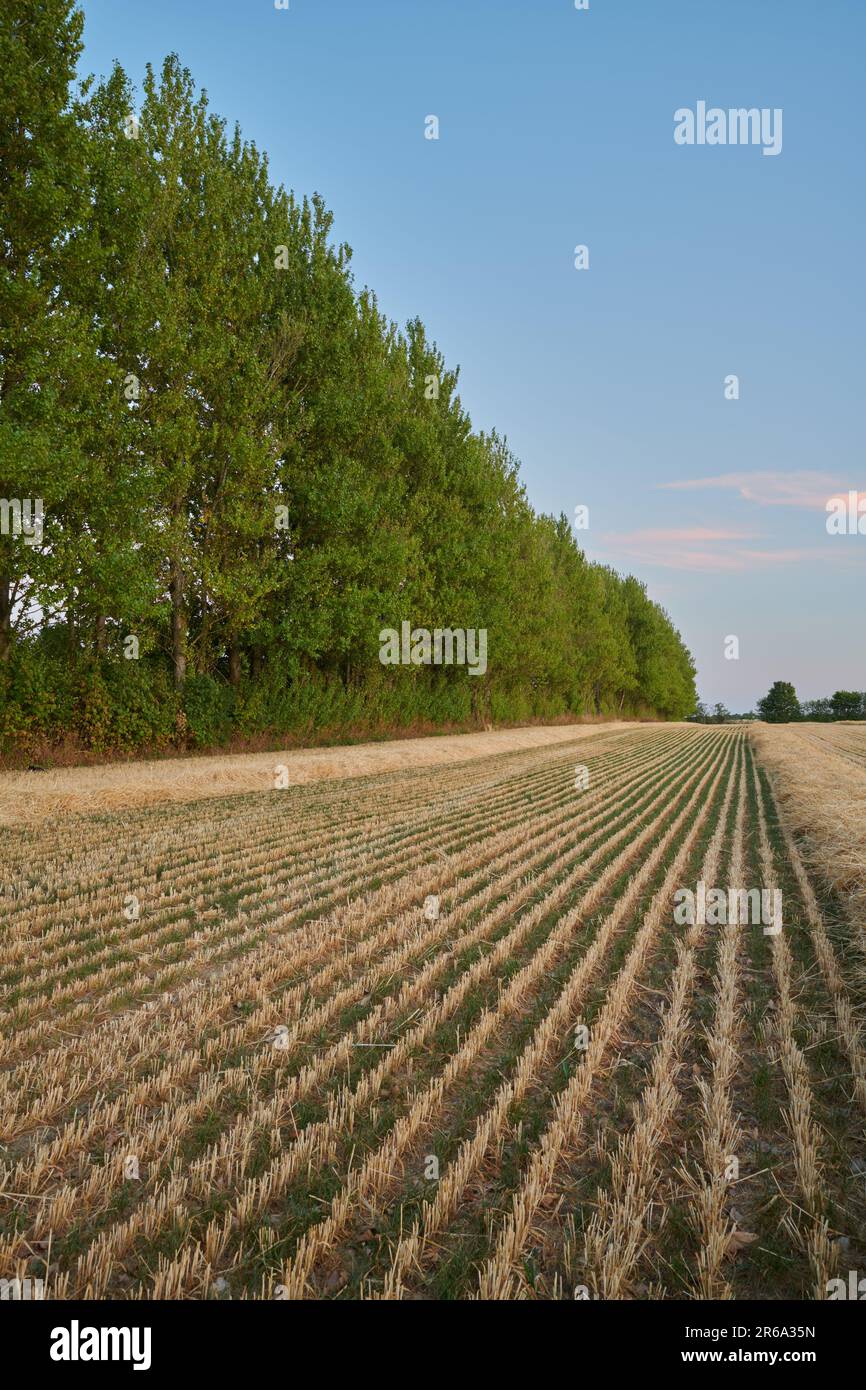 Agriculture, harvest and field of wheat on farm with row for farming ...