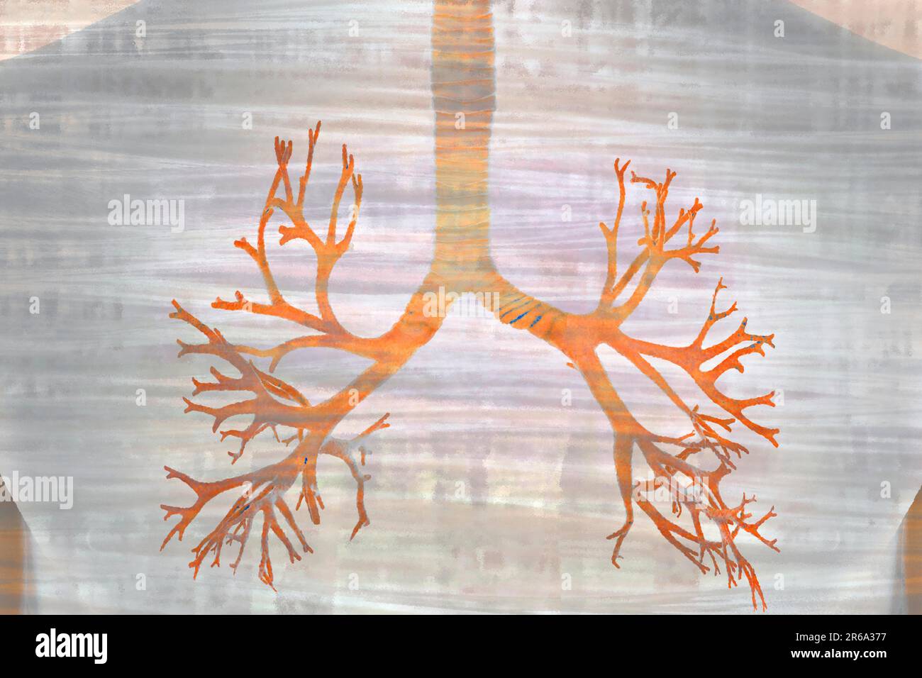 Bronchi lie in the lungs and are an organ, illustration, natural ...