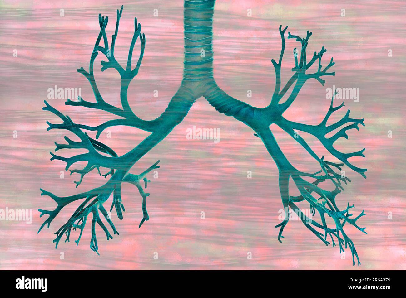 Bronchi lie in the lungs and are organs, illustration, natural science ...