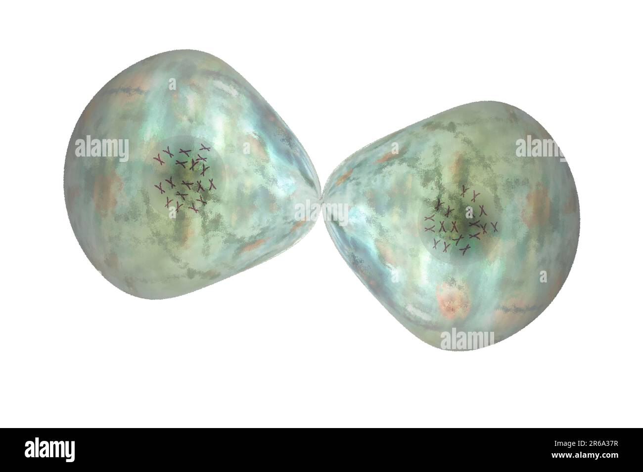 Cell division Cells often divide in living organisms Stock Photo - Alamy