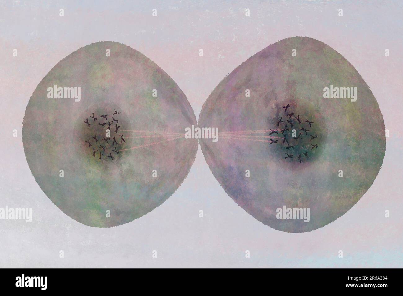 Cell division Cells often divide in living things, illustration ...
