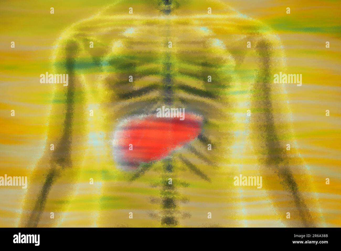 Liver The organ is responsible for metabolism, illustration, natural ...