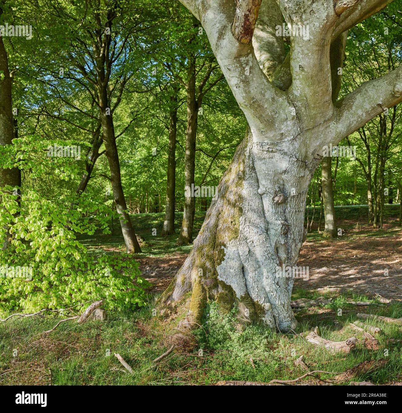 Big tree, green leafs and grass in nature of natural oak trunks and ...