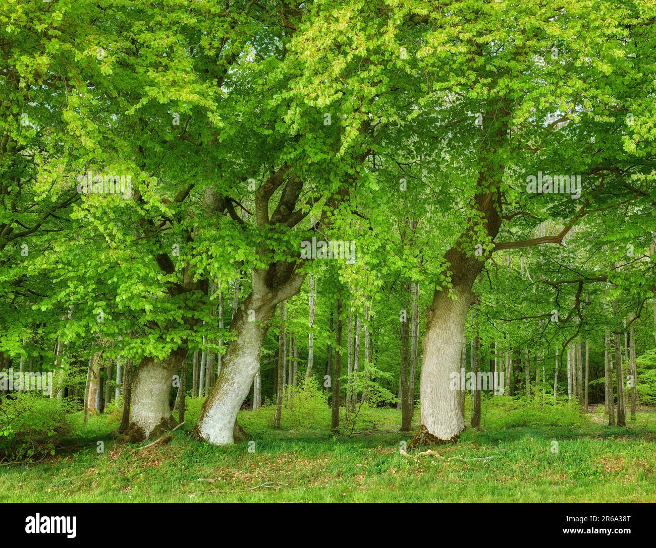 Big trees, green leaves and grass in nature of natural trunks and ...
