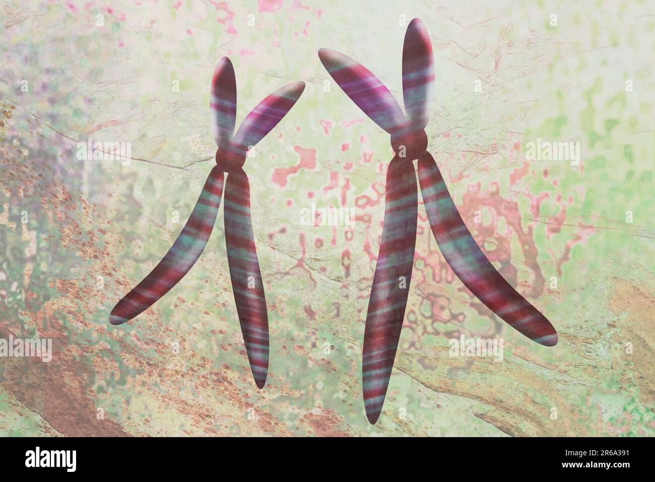 Chromosome In the chromosome lies everything important for the cells ...