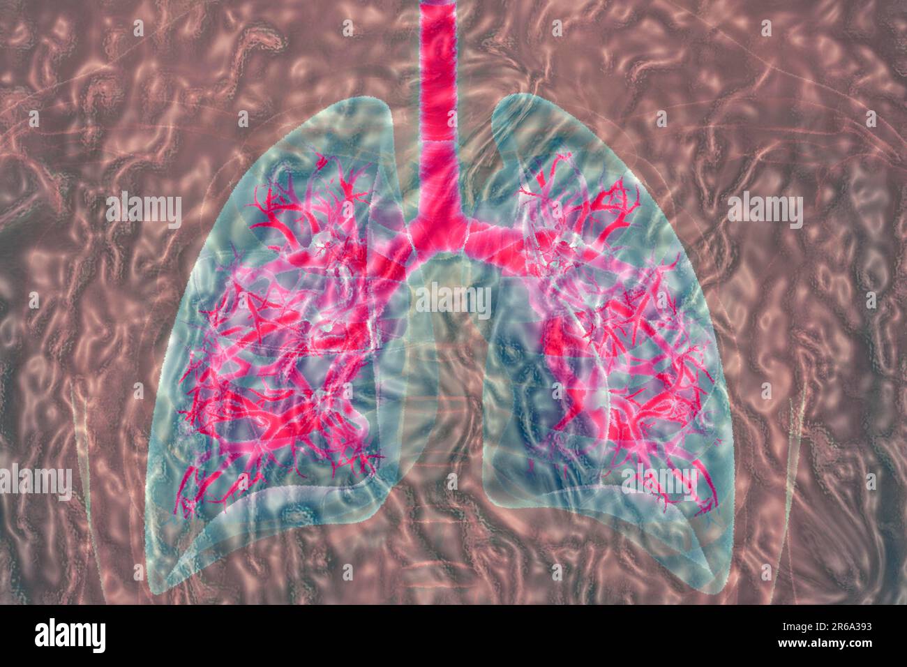 Bronchi lie in the lungs and are organs, illustration, natural science ...