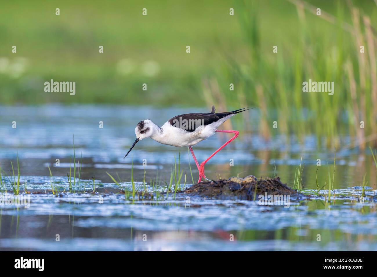Black-winged Stilt (Himantopus himantopus), at the nest in the water ...