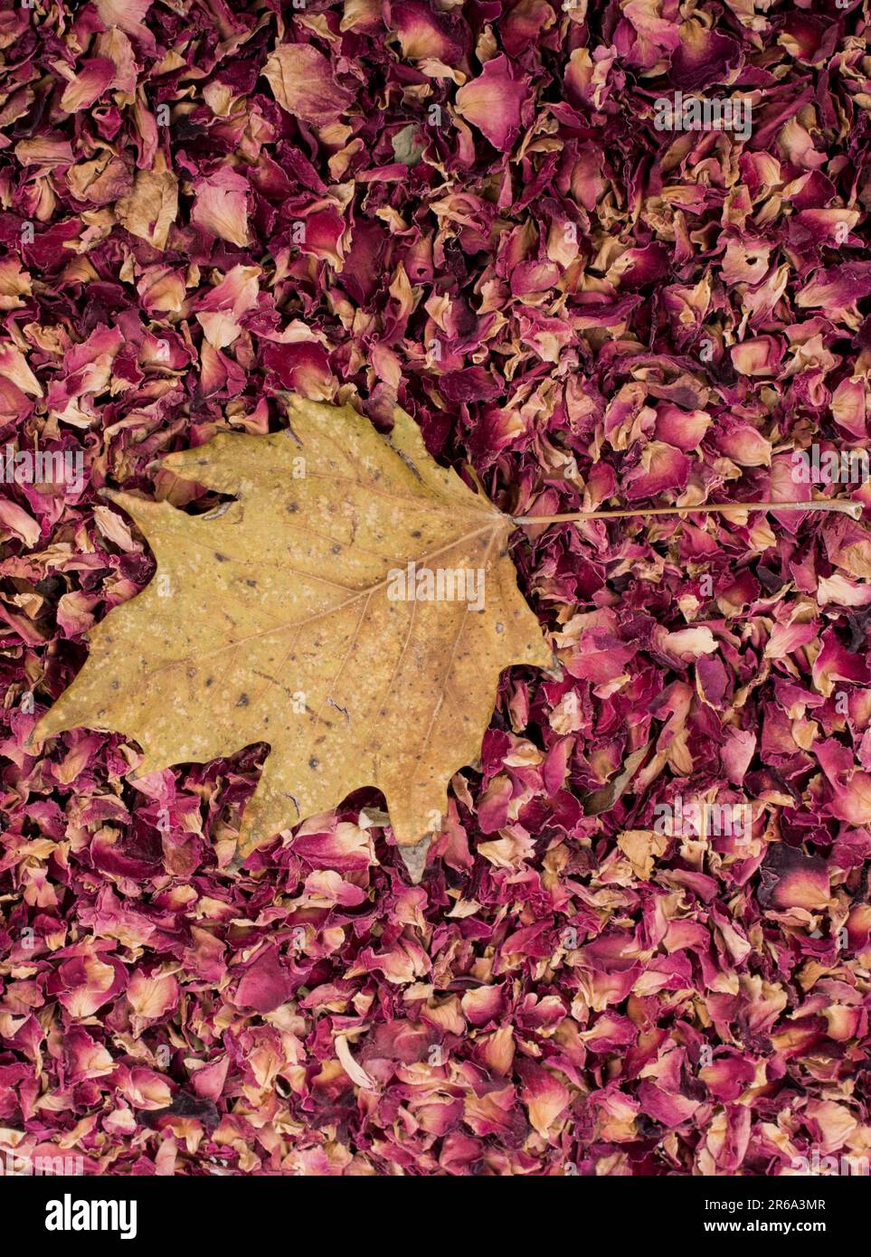 Full frame dry rose hi-res stock photography and images - Alamy