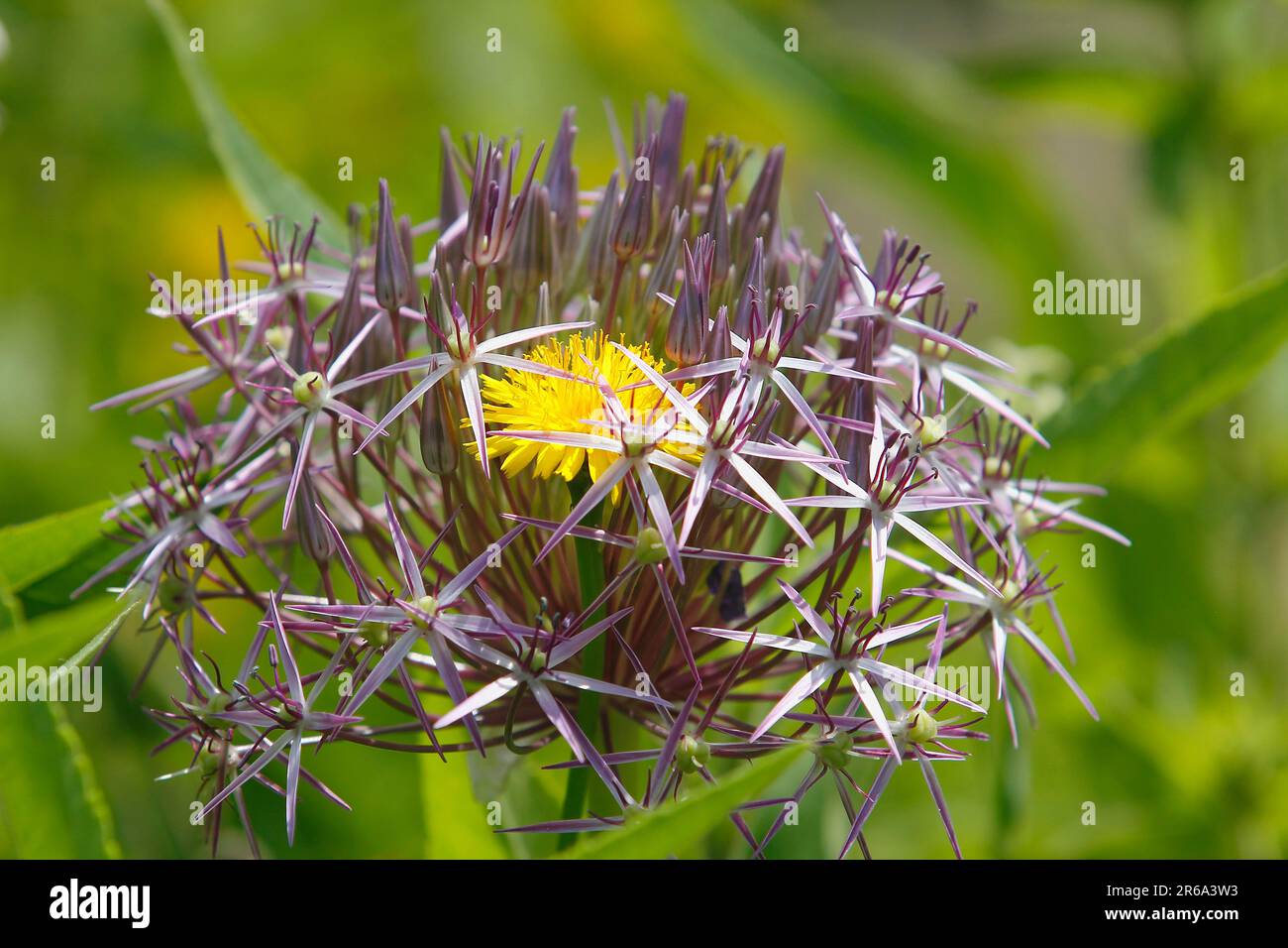 Flower of common dandelion (Taraxacum officinale), growing through ...