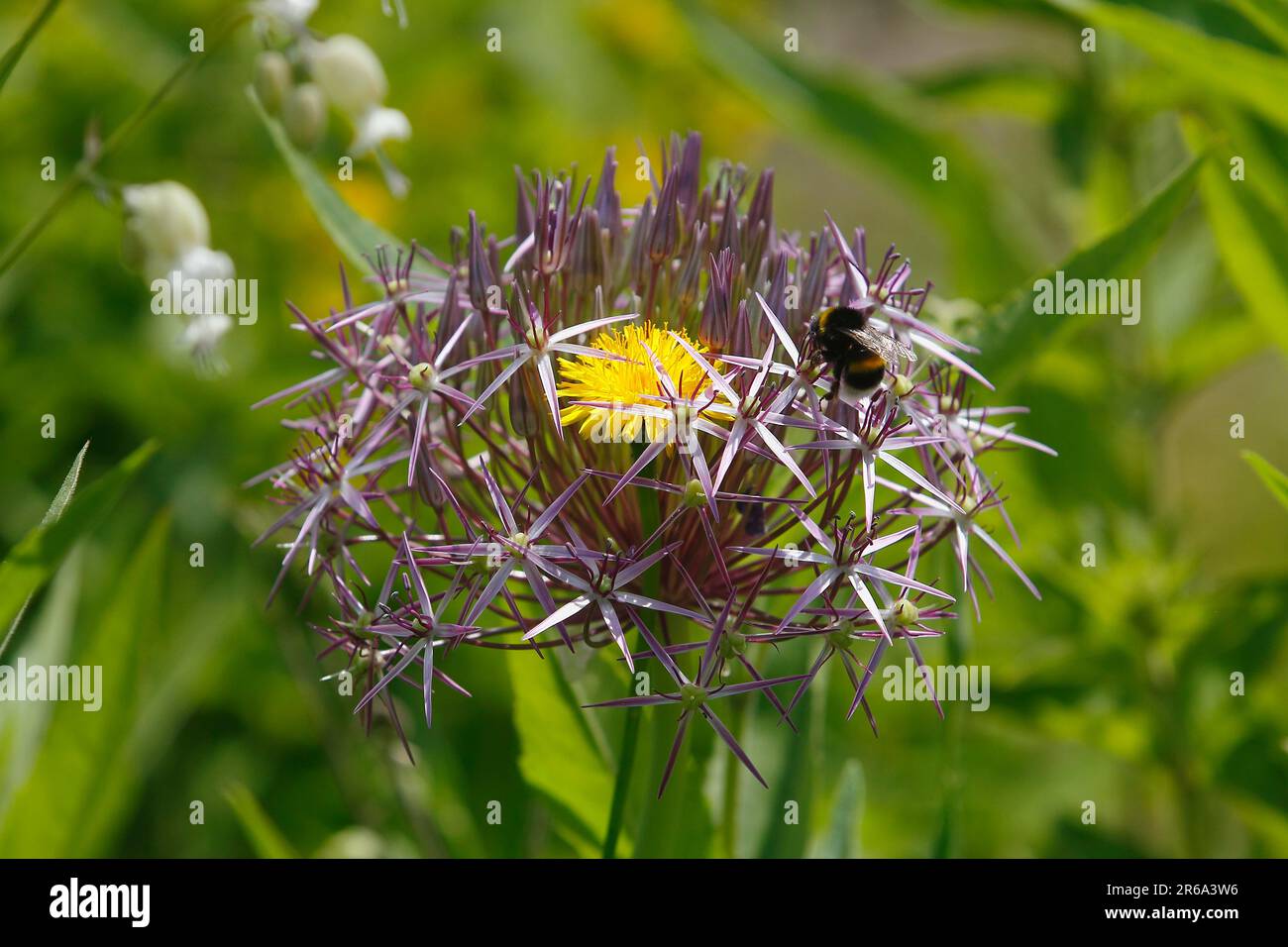 Flower of common dandelion (Taraxacum officinale), growing through ...