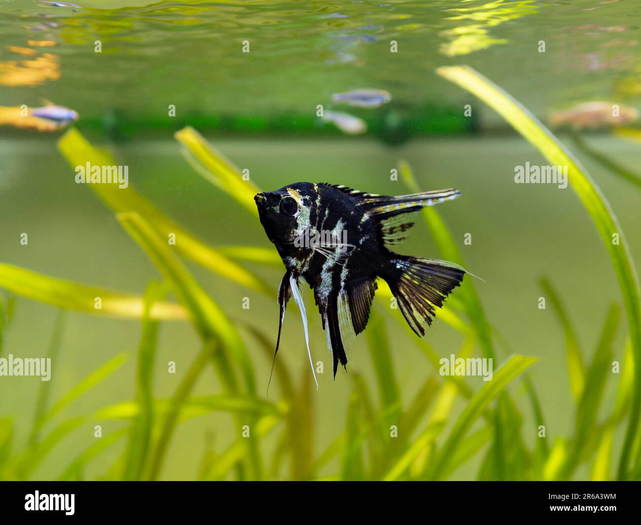black and white angel fish in a fish tank with blurred background ...
